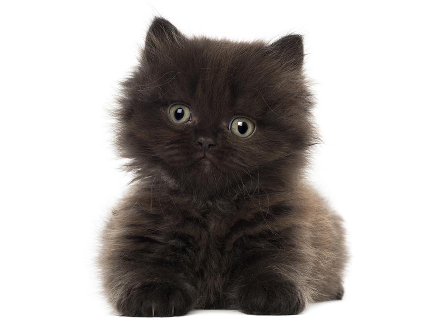 Pictures of Cute Fuzzy Kittens | LoveToKnow Pets