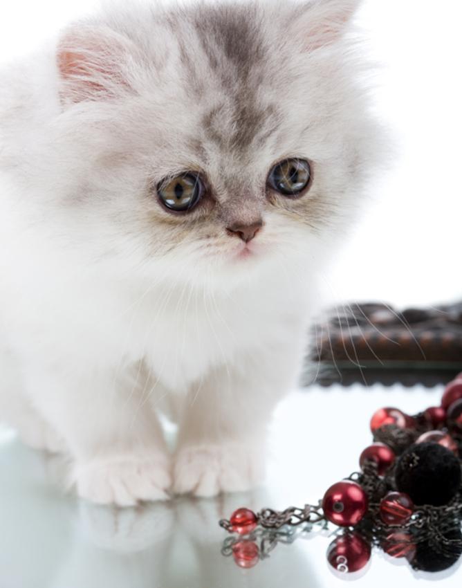 Pictures of Cute Fuzzy Kittens | LoveToKnow Pets