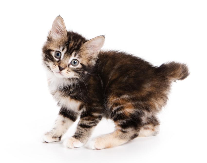 Pictures of Cute Fuzzy Kittens | LoveToKnow Pets