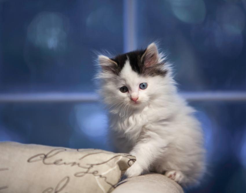 Pictures of Cute Fuzzy Kittens | LoveToKnow Pets