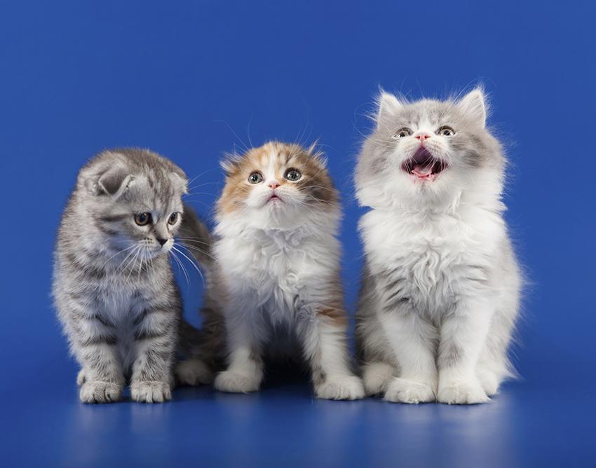 Pictures of Cute Fuzzy Kittens | LoveToKnow Pets