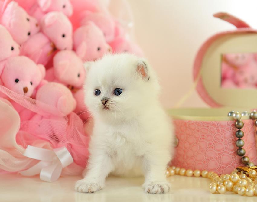 Pictures of Cute Fuzzy Kittens | LoveToKnow Pets