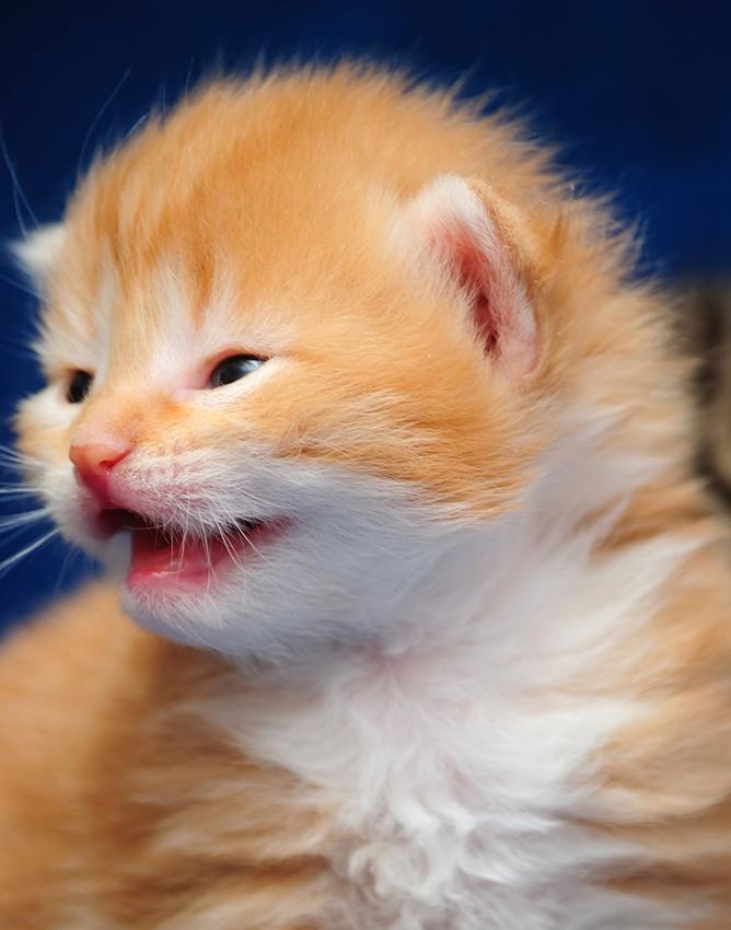 Pictures of Cute Fuzzy Kittens | LoveToKnow Pets