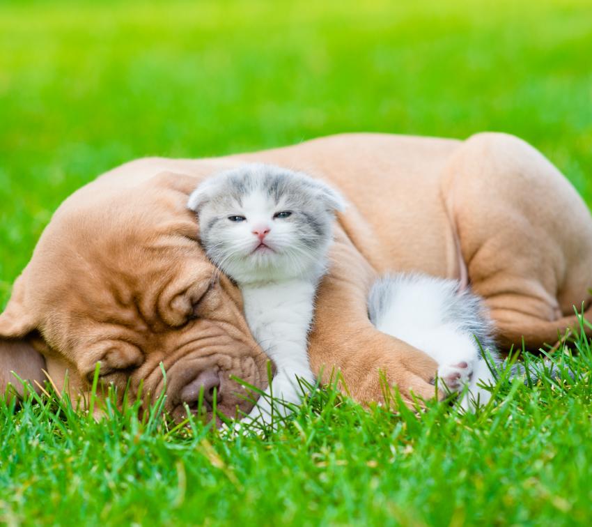 28 Cute Pictures of Dogs & Cats Living Their Best Lives Together ...
