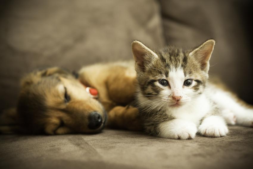 28 Cute Pictures of Dogs & Cats Living Their Best Lives Together ...