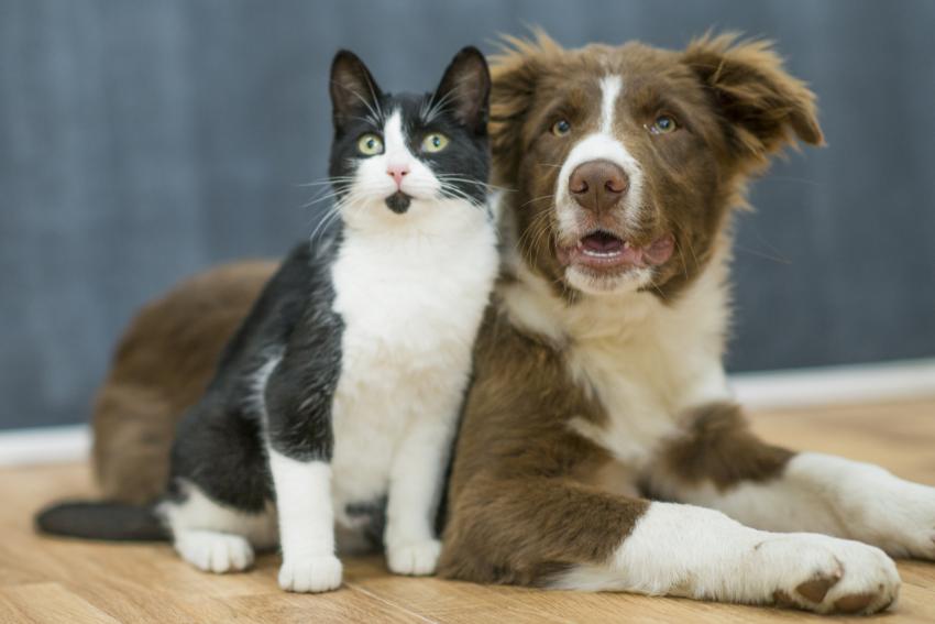 28 Cute Pictures of Dogs & Cats Living Their Best Lives Together ...