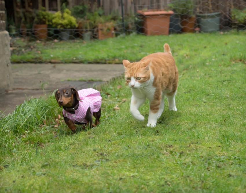 28 Cute Pictures of Dogs & Cats Living Their Best Lives Together ...