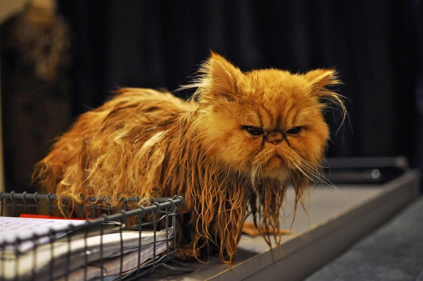19 Funniest Pictures of Wet & Highly Disgruntled Cats | LoveToKnow Pets