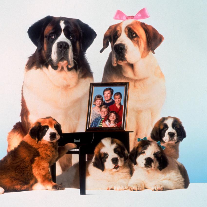 10 Must-See Dog Movies for Animal-Loving Families | LoveToKnow Pets