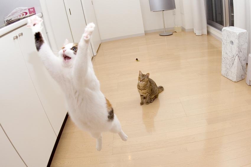 Get Ready to Giggle With These 14 Funny Cat Pictures | LoveToKnow Pets