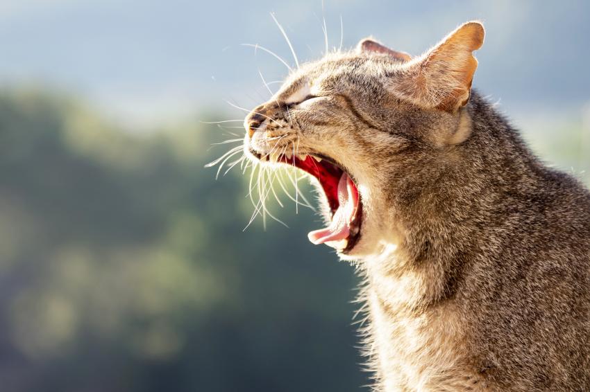 Get Ready to Giggle With These 14 Funny Cat Pictures | LoveToKnow Pets