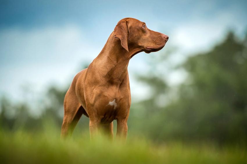 Meet the Sporting Dog Breeds: Athleticism & Art | LoveToKnow Pets
