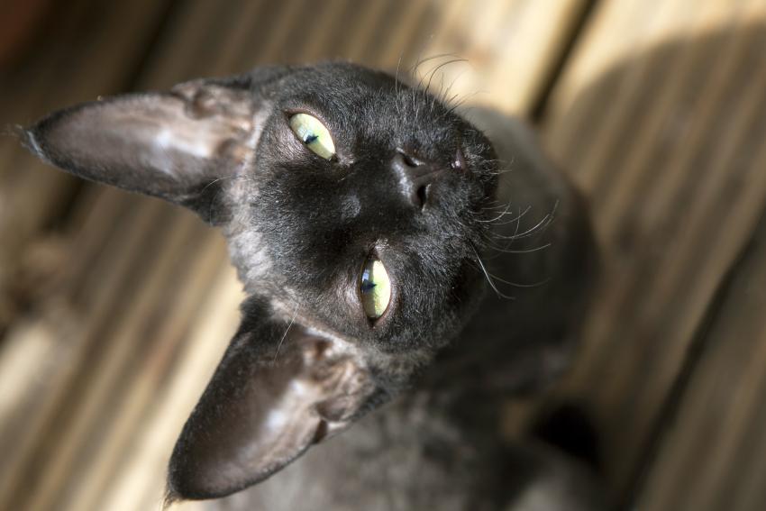 Beautiful Black Cat Pictures: Celebrate These Magical Felines ...