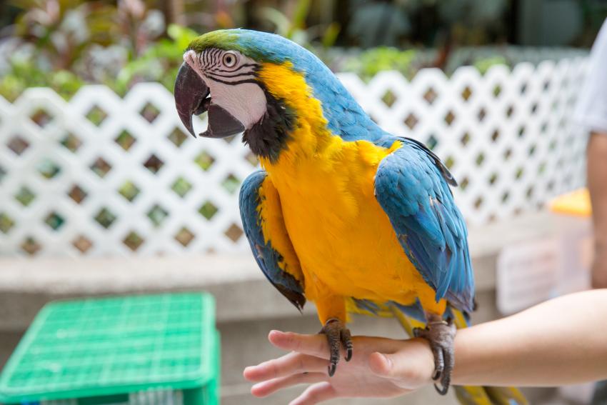 10 Fun and Surprising Pet Facts You Probably Don't Know | LoveToKnow Pets