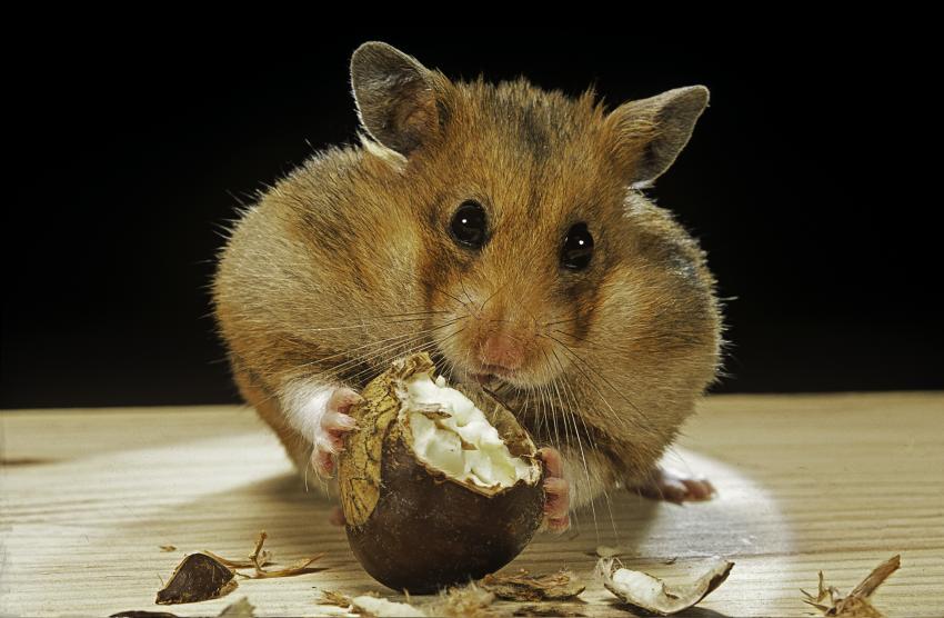 10 Fun and Surprising Pet Facts You Probably Don't Know | LoveToKnow Pets