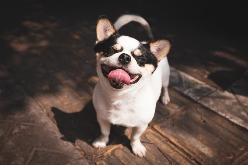 Funny Looking Dog Pics Guaranteed to Make You Laugh | LoveToKnow Pets