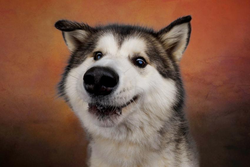 Funny Looking Dog Pics Guaranteed to Make You Laugh | LoveToKnow Pets