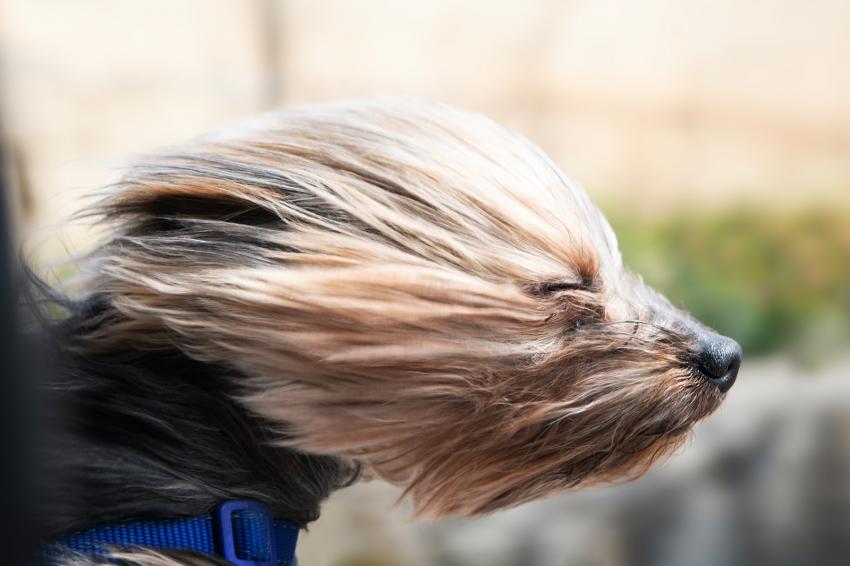 Funny Looking Dog Pics Guaranteed to Make You Laugh | LoveToKnow Pets