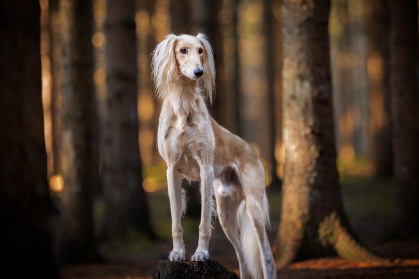 15 Lightning Fast Dog Breeds That Will Get Your Heart Racing ...
