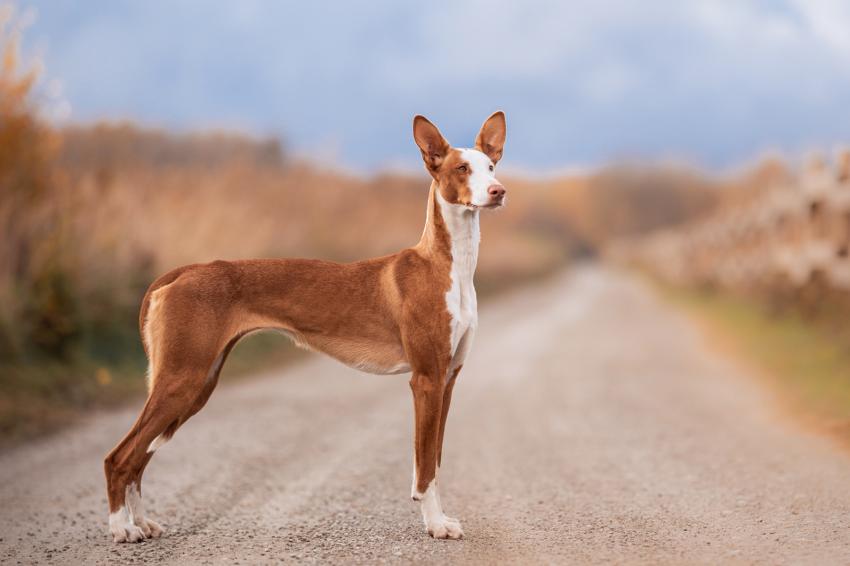 15 Lightning Fast Dog Breeds That Will Get Your Heart Racing ...