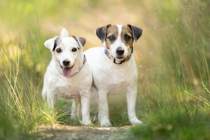 15 Lightning Fast Dog Breeds That Will Get Your Heart Racing ...