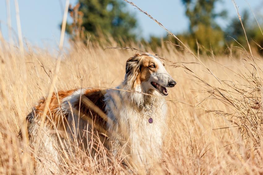 15 Lightning Fast Dog Breeds That Will Get Your Heart Racing ...