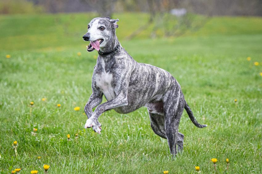 15 Lightning Fast Dog Breeds That Will Get Your Heart Racing ...