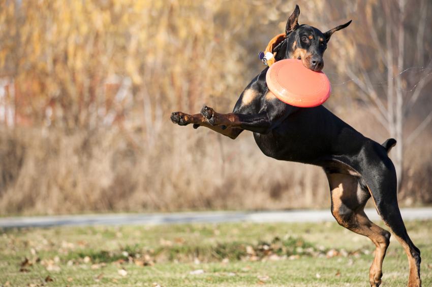 15 Lightning Fast Dog Breeds That Will Get Your Heart Racing ...