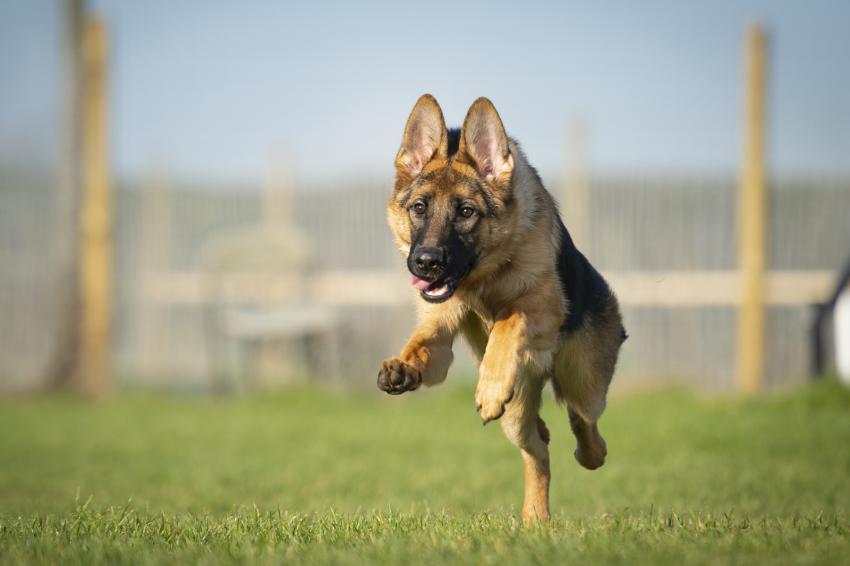 15 Lightning Fast Dog Breeds That Will Get Your Heart Racing ...