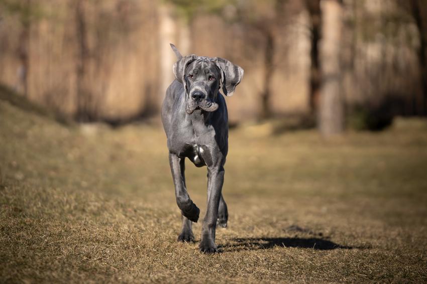 15 Lightning Fast Dog Breeds That Will Get Your Heart Racing ...