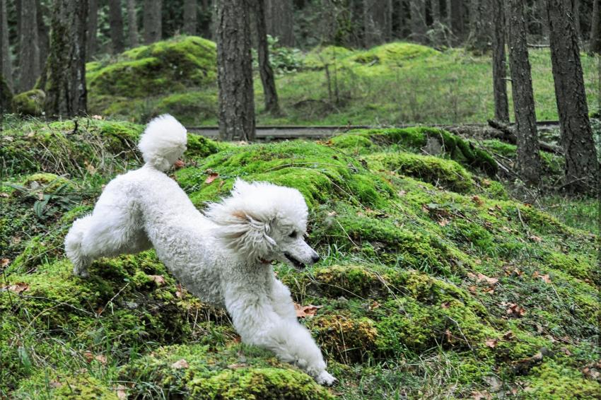 15 Lightning Fast Dog Breeds That Will Get Your Heart Racing ...