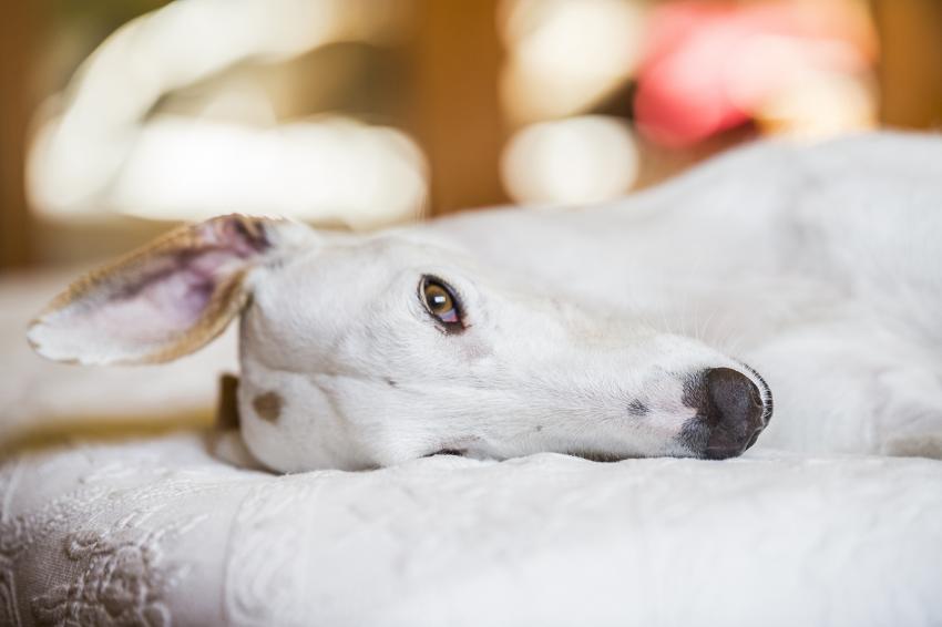 15 Lightning Fast Dog Breeds That Will Get Your Heart Racing ...