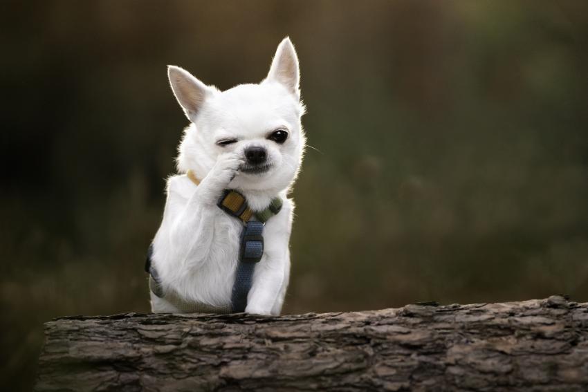 Funny Looking Dog Pics Guaranteed to Make You Laugh | LoveToKnow Pets