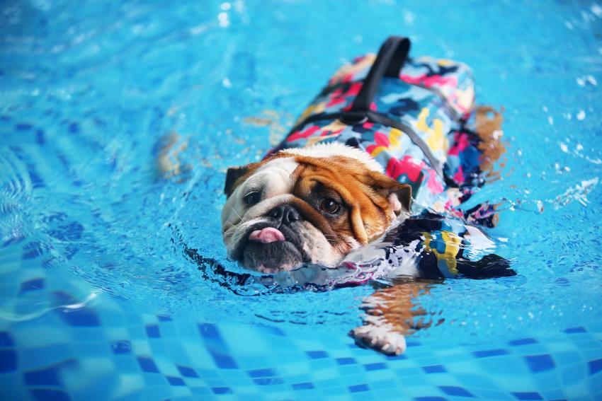 16 Joyful Pictures of Dogs Swimming to Brighten Your Day | LoveToKnow Pets