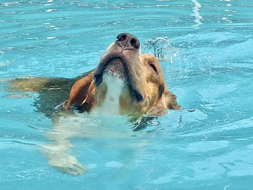 16 Joyful Pictures of Dogs Swimming to Brighten Your Day | LoveToKnow Pets