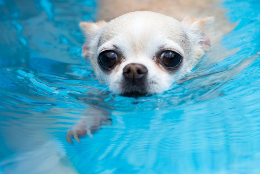 16 Joyful Pictures of Dogs Swimming to Brighten Your Day | LoveToKnow Pets