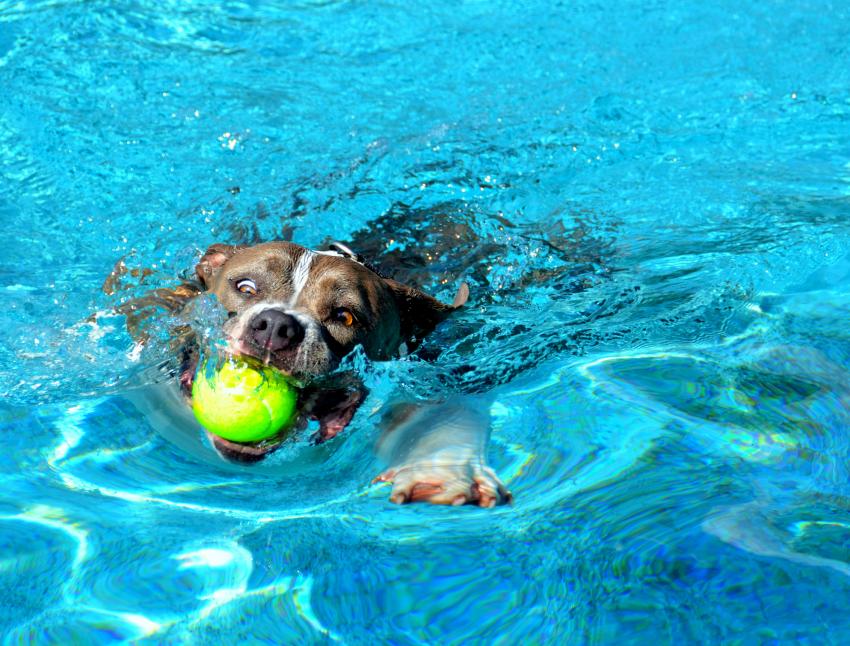 16 Joyful Pictures of Dogs Swimming to Brighten Your Day | LoveToKnow Pets