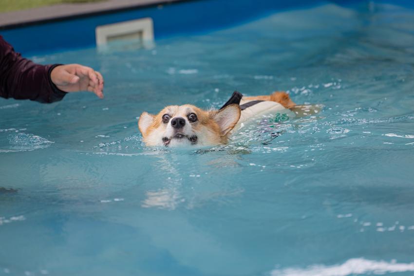 16 Joyful Pictures of Dogs Swimming to Brighten Your Day | LoveToKnow Pets