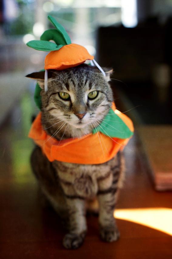 12 Halloween Costumes for Cats That Are Totally Hiss-Terical | LoveToKnow