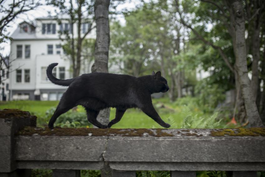 13 Eerie Cat Superstitions That Will Make Your Hair Stand Up ...