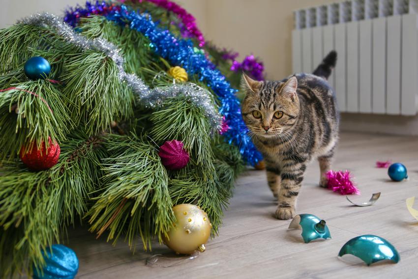 23 Meow-tastic Christmas Cat Photos for Instant Holiday Cheer ...