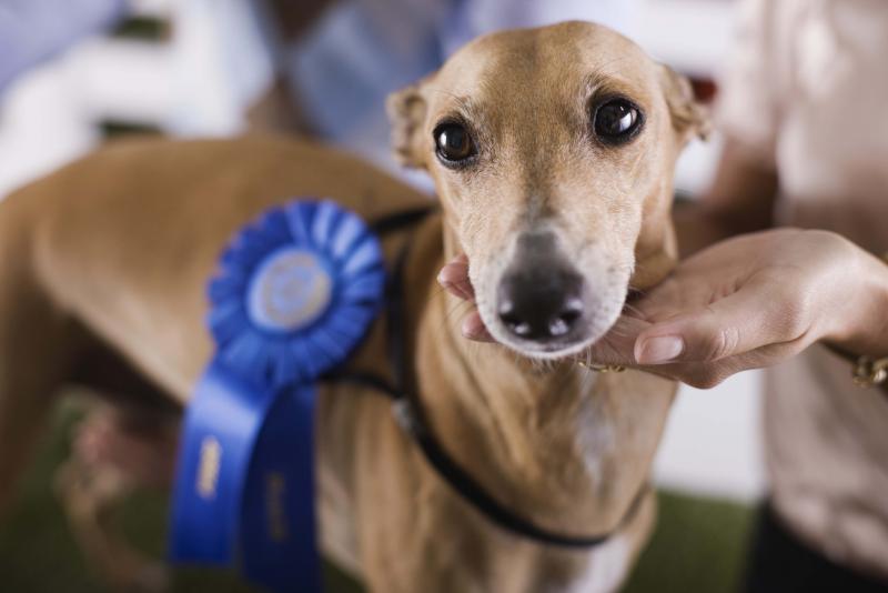 Learning Your Dog's Breed History by Their Pedigree | LoveToKnow Pets