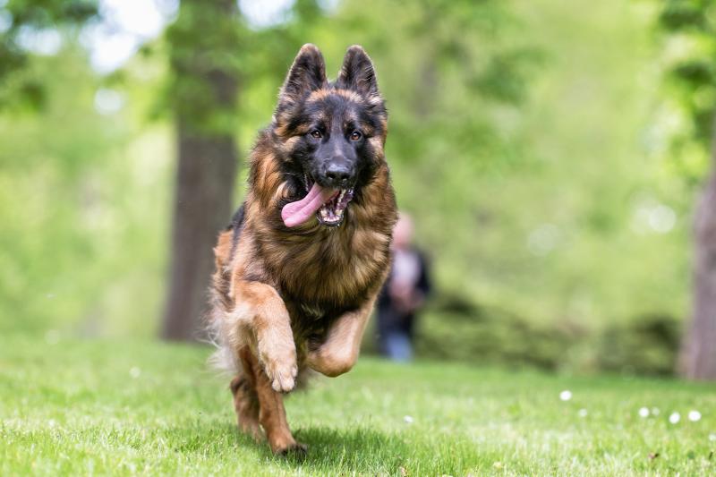 15 Lightning Fast Dog Breeds That Will Get Your Heart Racing ...