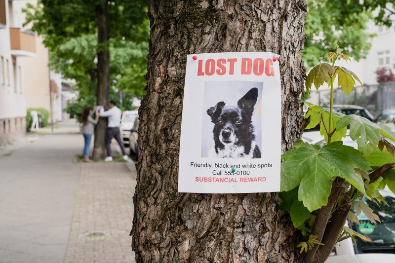 6 Actionable Ways to Find Your Lost Pet | LoveToKnow Pets