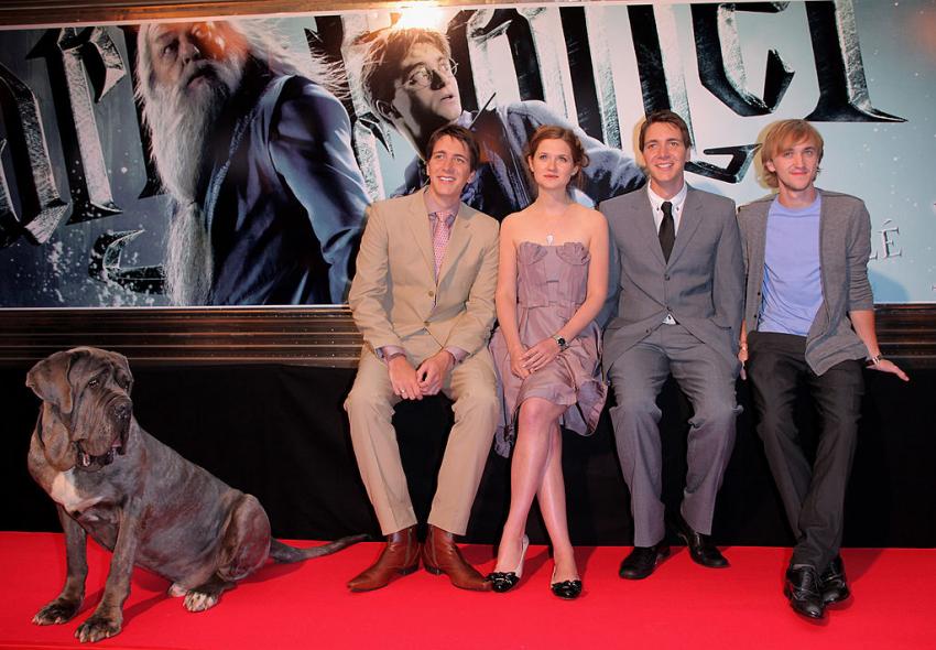 What Famous Dog Are You Based on Your Zodiac Sign? | LoveToKnow