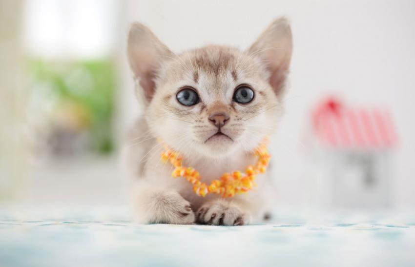 What Type of Cat Are You Based on Your Zodiac Sign? | LoveToKnow