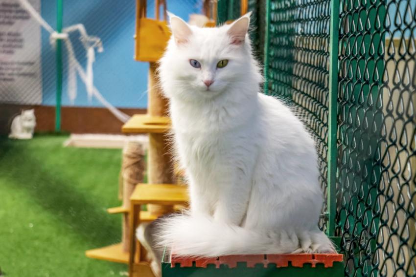 What Type of Cat Are You Based on Your Zodiac Sign? | LoveToKnow