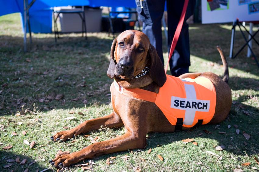 What Dog Breed Are You, According to Your Zodiac Sign? | LoveToKnow