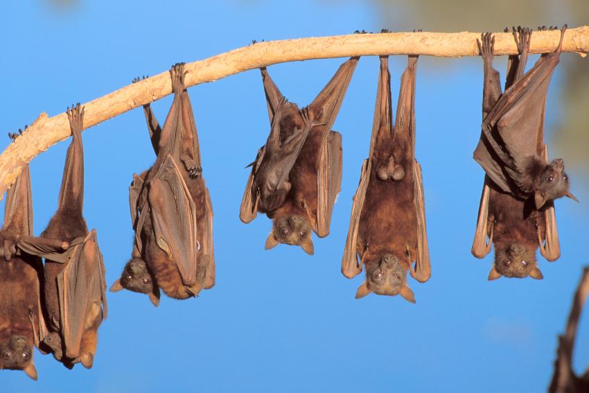 15 Funny Names for Groups of Animals That Sound Too Odd to Be True ...