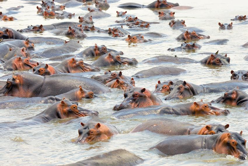 15 Funny Names for Groups of Animals That Sound Too Odd to Be True ...